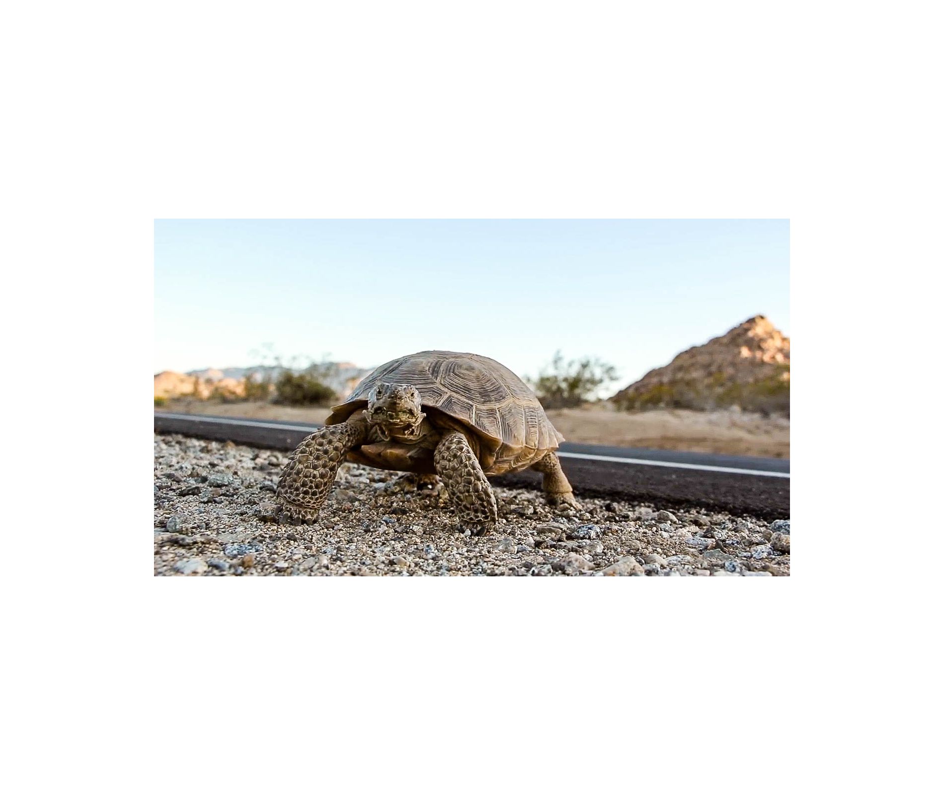 Protecting Threatened Tortoises Part of SCE’s Environmental Stewardship ...