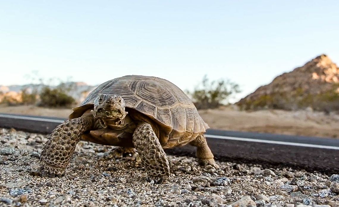 Protecting Threatened Tortoises Part of SCE’s Environmental Stewardship ...