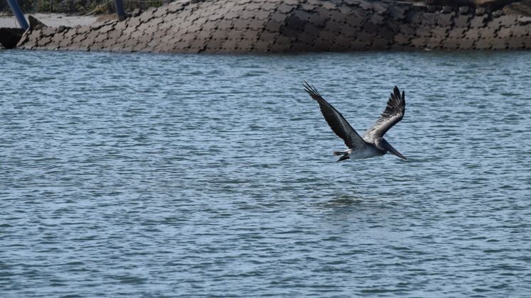 Gallery | City of Corpus Christi