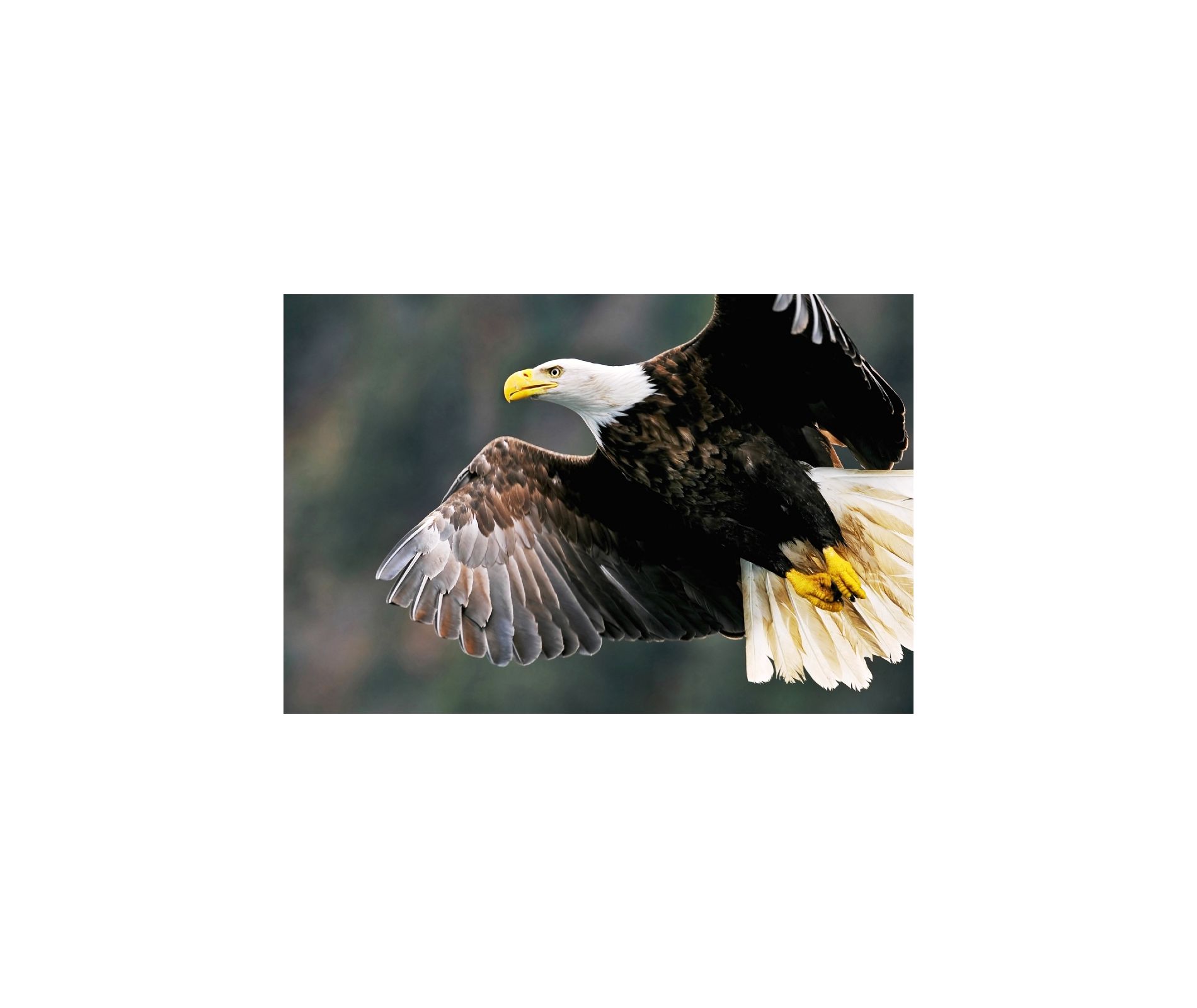 Popular eagle viewing day returns to Duke Energy Indiana’s Cayuga ...