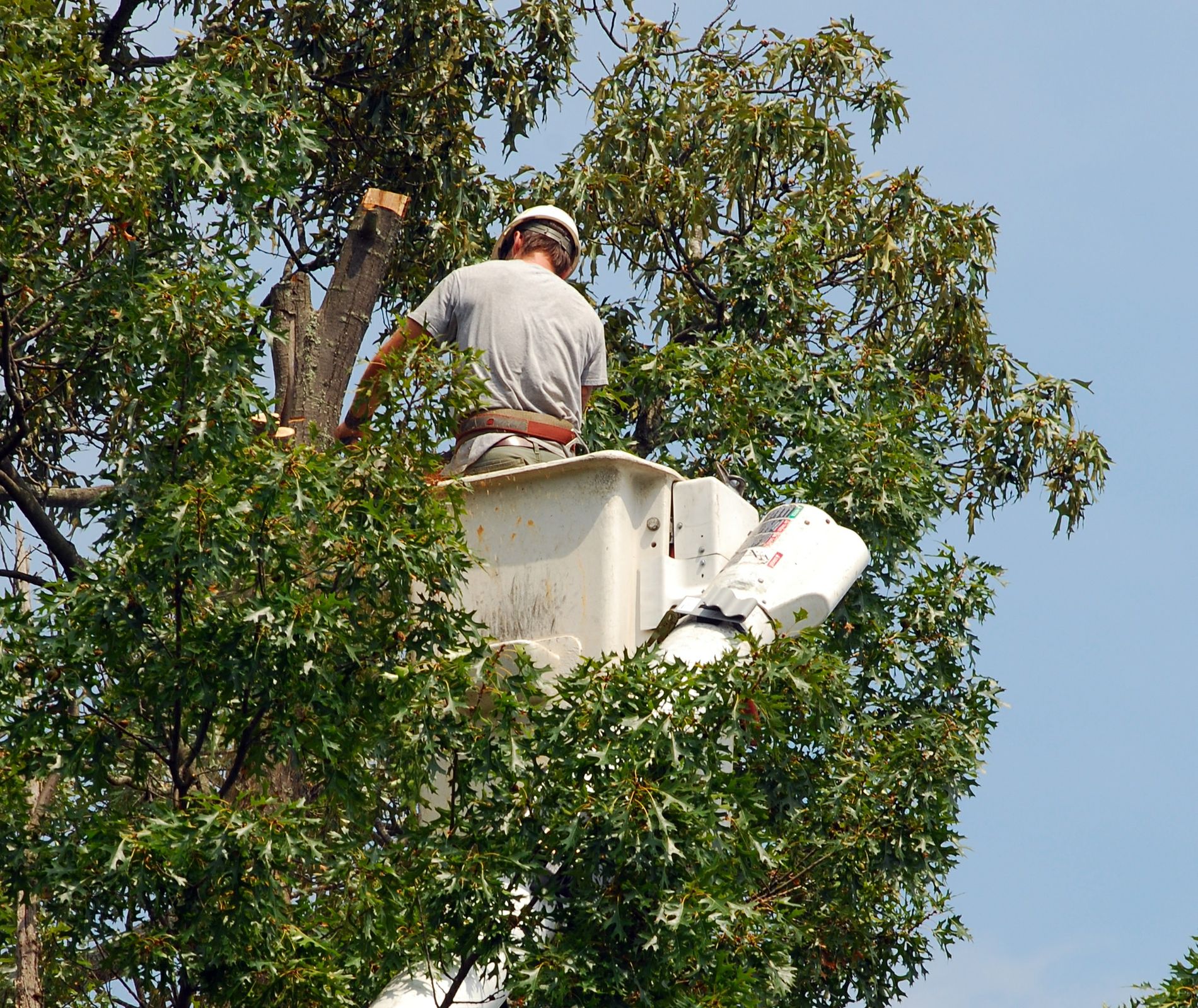Duke Energy Florida recognized as a Tree Line USA utility for 10th ...
