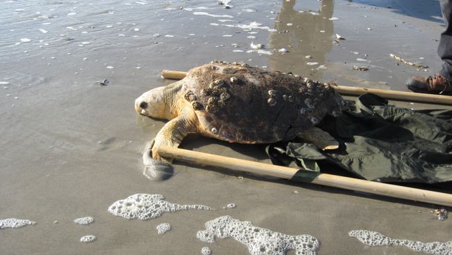 Brunswick Nuclear Plant | Duke Energy | News Center