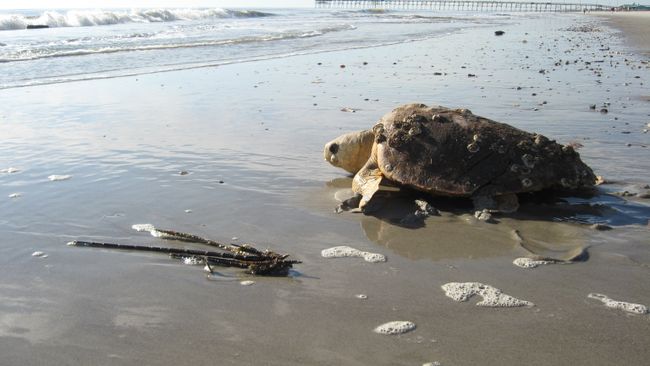 Brunswick Nuclear Plant | Duke Energy | News Center