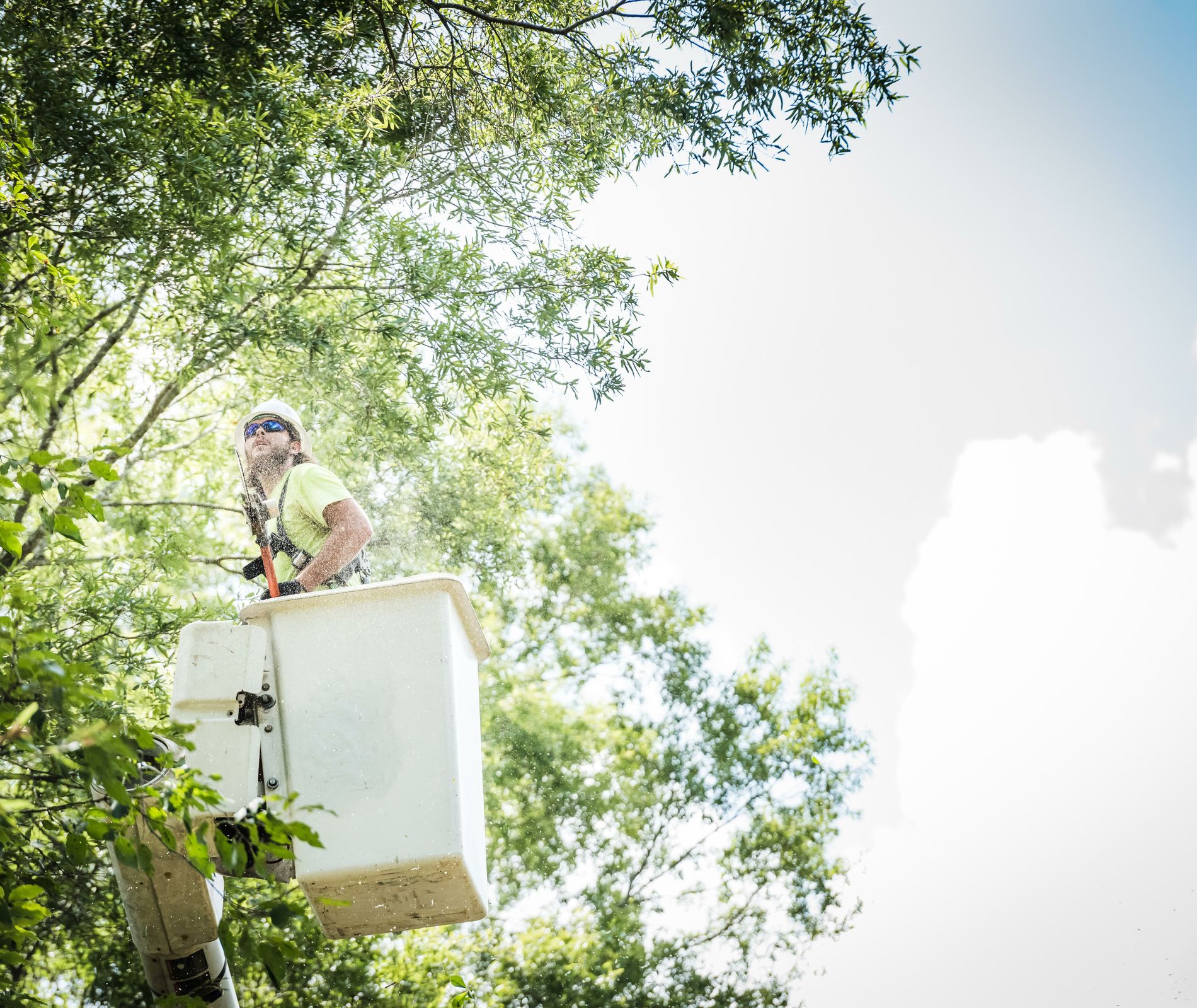 Duke Energy Florida’s tree care practices prevent outages, earn 18th ...