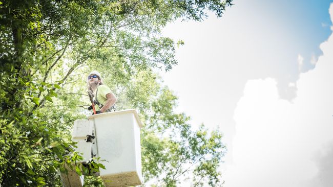 Duke Energy Florida’s tree care practices prevent outages, earn 18th ...