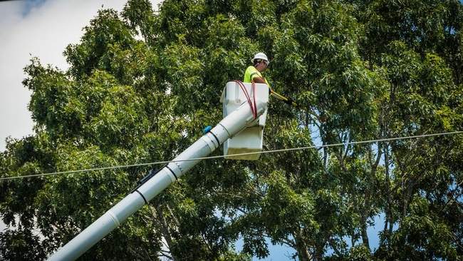 Duke Energy’s tree giveaway encourages Floridians to plant the right ...