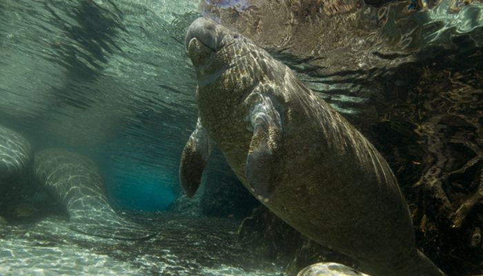 Happy Manatee Appreciation Day | Duke Energy | illumination