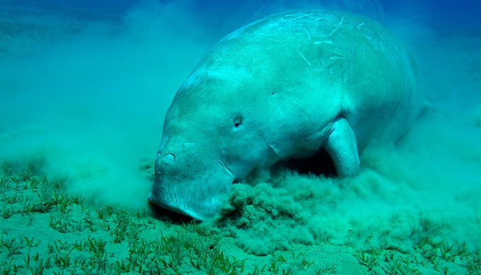 Happy Manatee Appreciation Day | Duke Energy | illumination