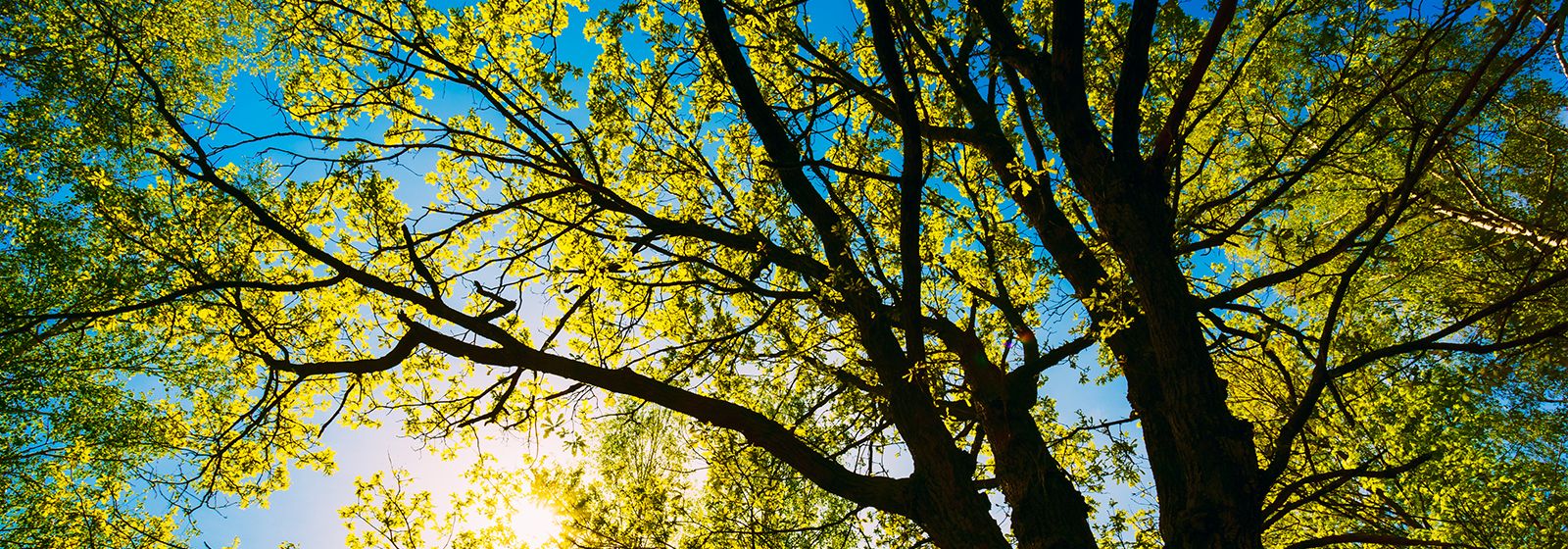 8 tips for healthy trees | Duke Energy | illumination