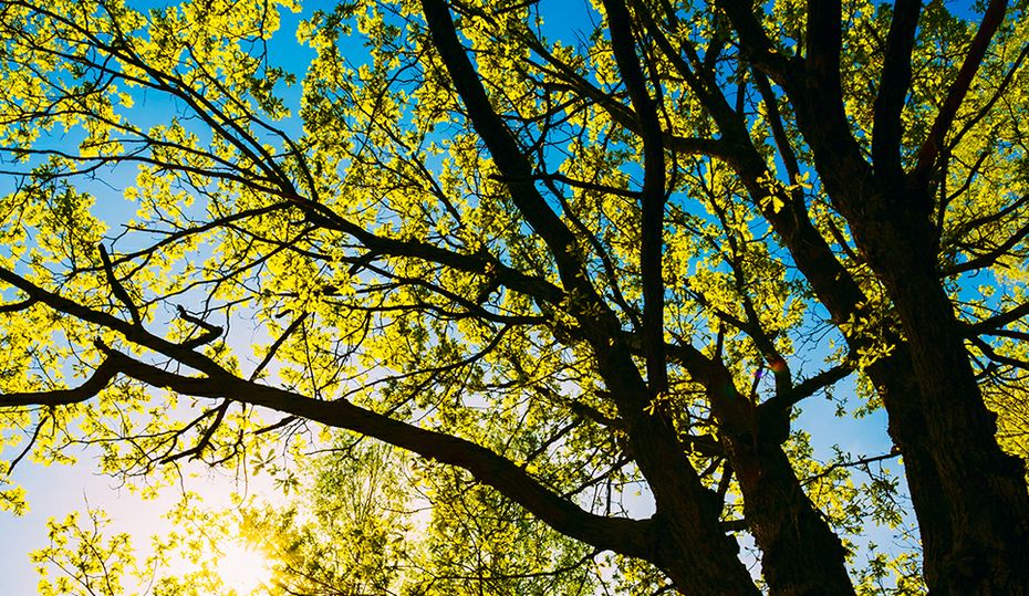 8 tips for healthy trees | Duke Energy | illumination