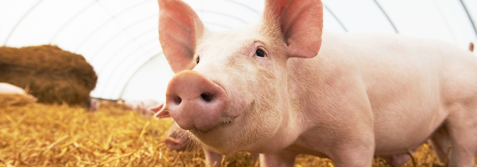 Dial up a winner with pig power | Duke Energy | illumination