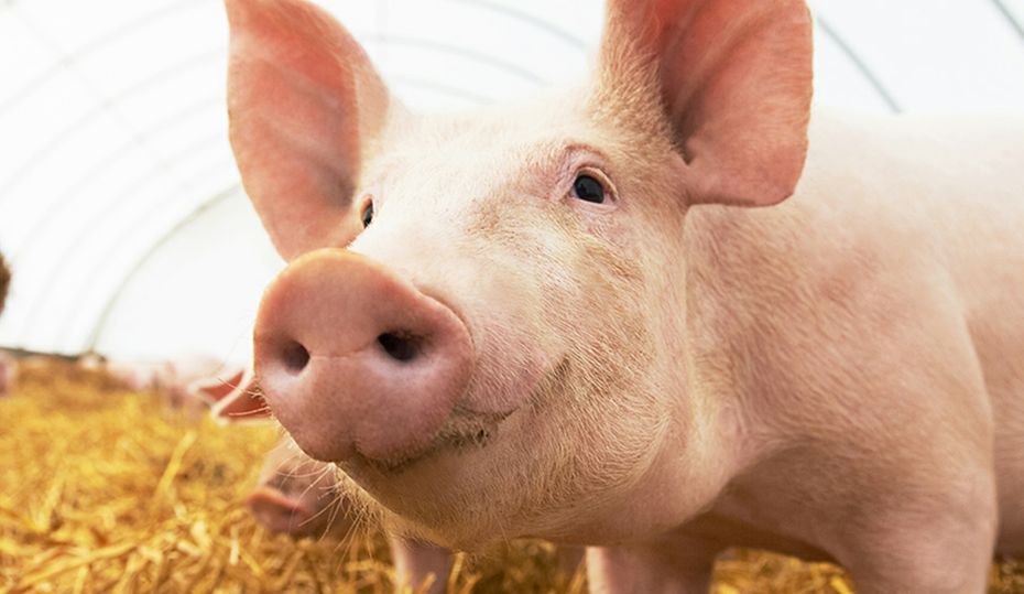 Dial up a winner with pig power | Duke Energy | illumination
