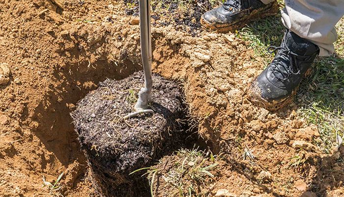 What you should know about successful tree planting | Duke Energy ...