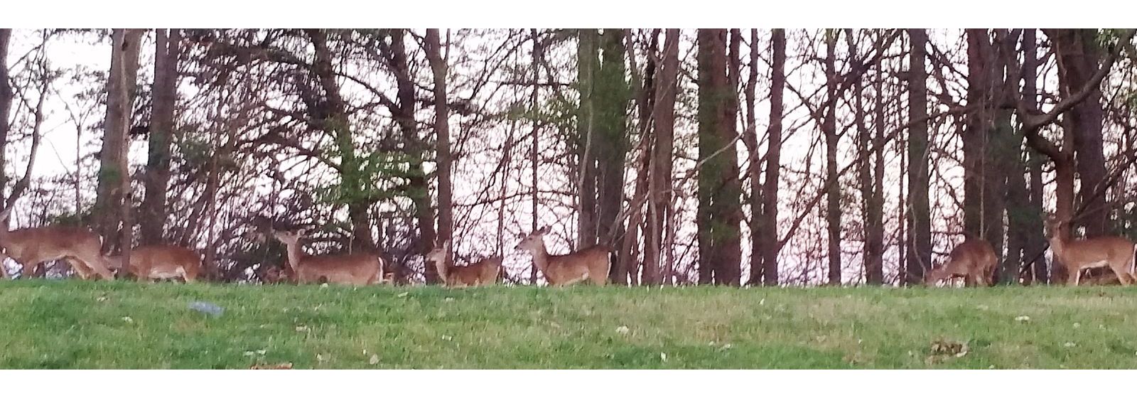 Why nuclear plants are a great place for wildlife | Duke Energy ...