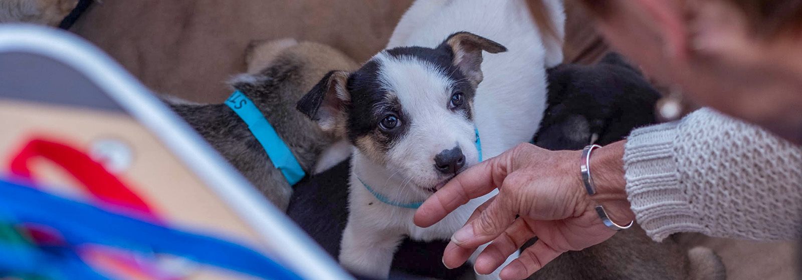 Woof, woof! Puppies on parade at pet fair | Duke Energy | illumination