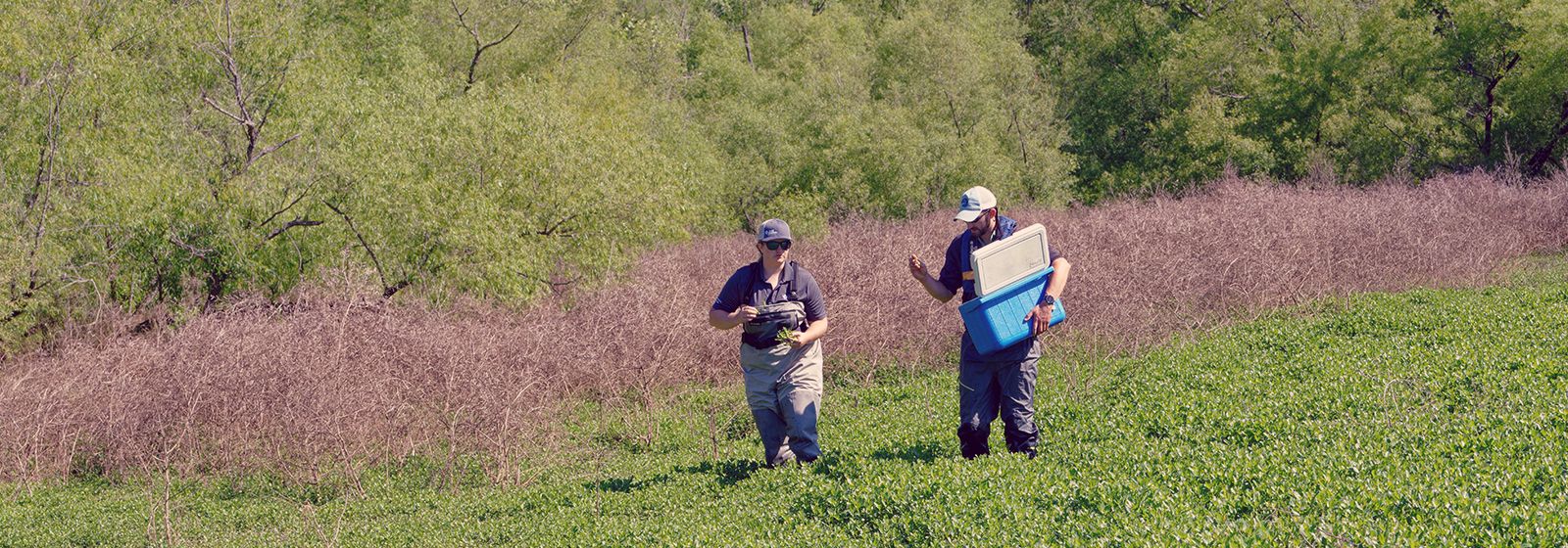 A South American insect battles invasive weed in Carolinas lakes | Duke ...