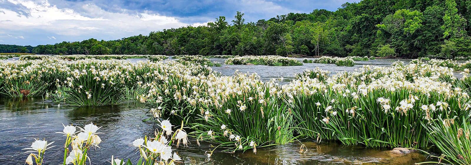 Experience thousands of rare lilies in bloom through virtual reality ...