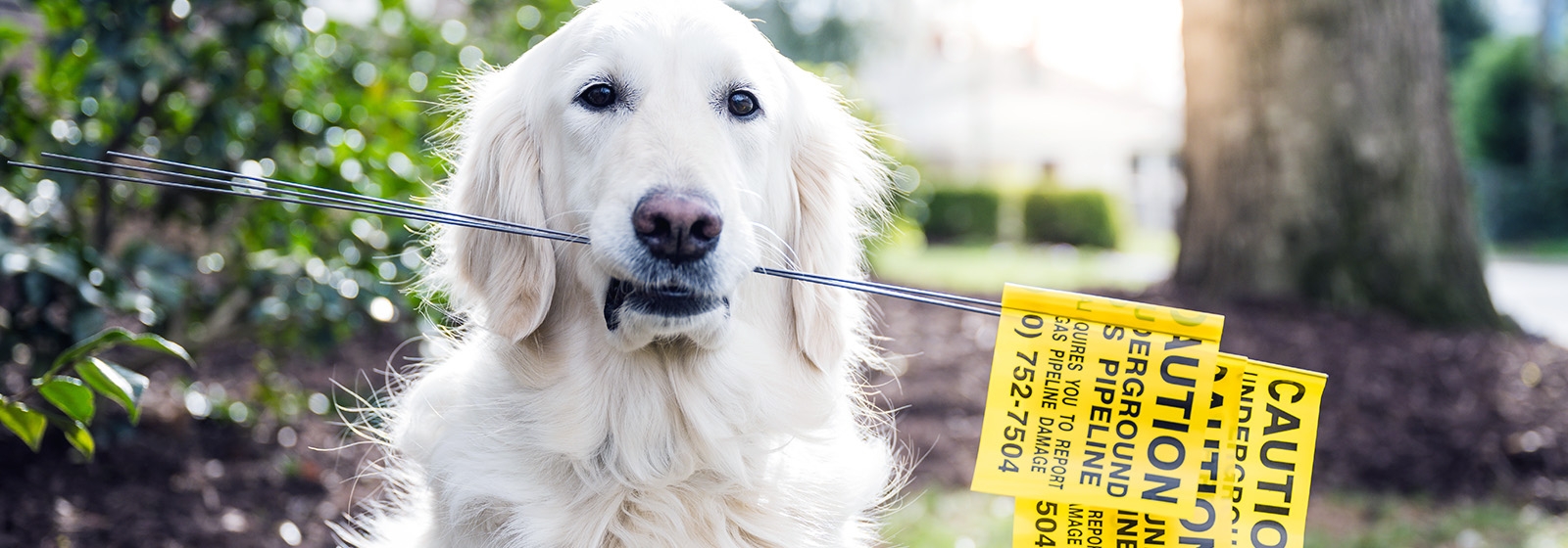 Don’t dog it. Call 811 before you dig | Duke Energy | illumination