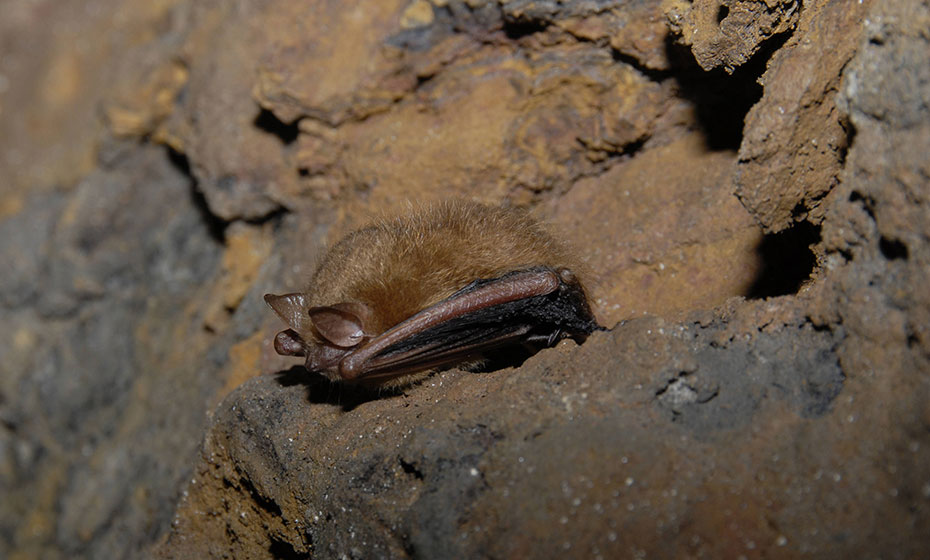 Bridging conservation and efficiency: New bat habitat plan takes flight ...