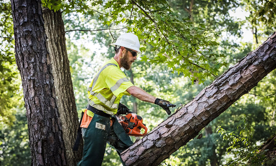 Why Duke Energy trims trees, vegetation near power lines | Duke Energy ...