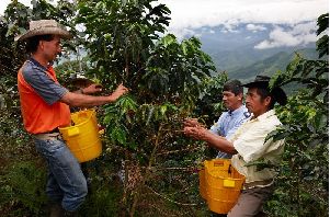 Rainforest Alliance Certification: Making a Difference For Coffee ...