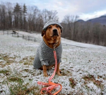 How Getting Your Pup Into the Holiday Spirit Can Help a Good Cause ...