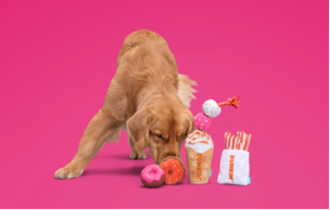 BARK® and Dunkin’® Celebrate Five Years of Partnership with Pumpkin ...