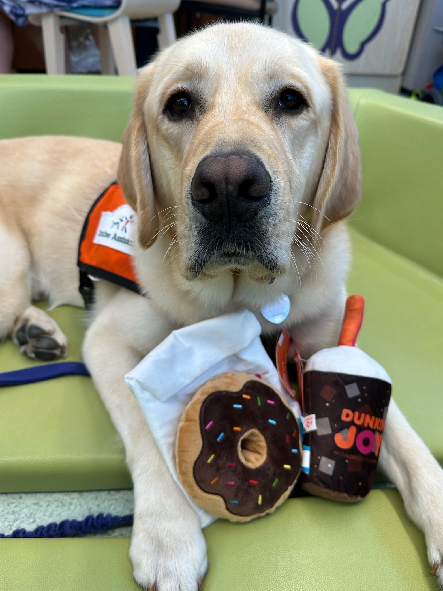 Dunkin’® x BARK® Treat-Inspired Dog Toys for the Holiday Season | Dunkin'
