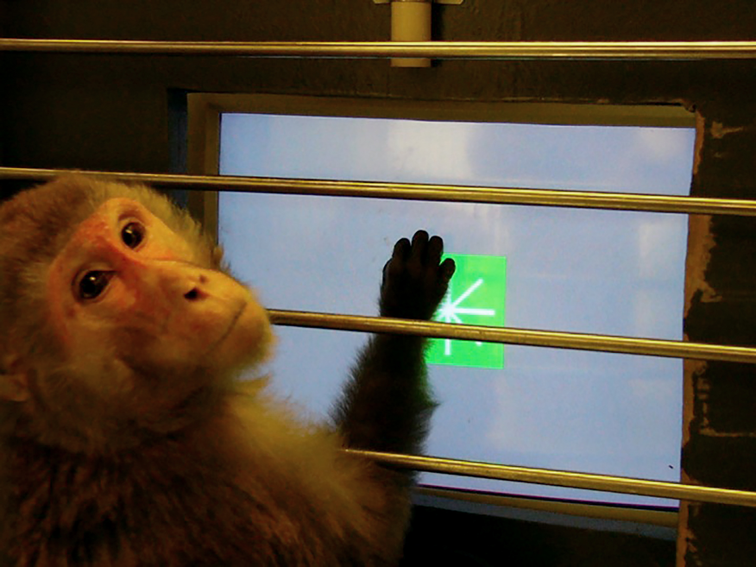 Hormone replacement therapy improves cognition in older female monkeys | OHSU News
