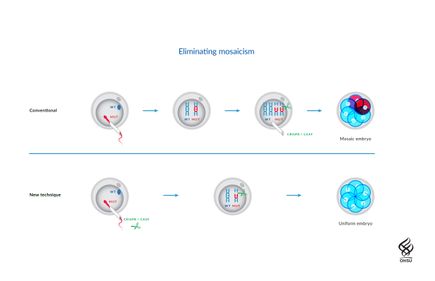 Study in Nature demonstrates method for repairing genes in human ...