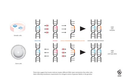 Study in Nature demonstrates method for repairing genes in human ...