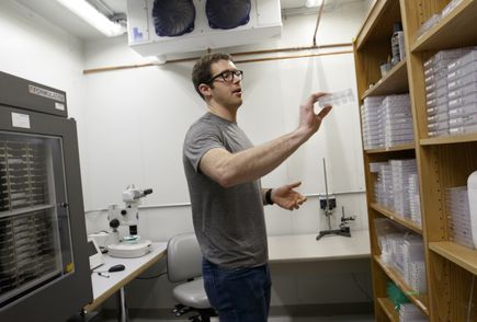 Nervous system discovery could inform stroke, pain therapies | OHSU News