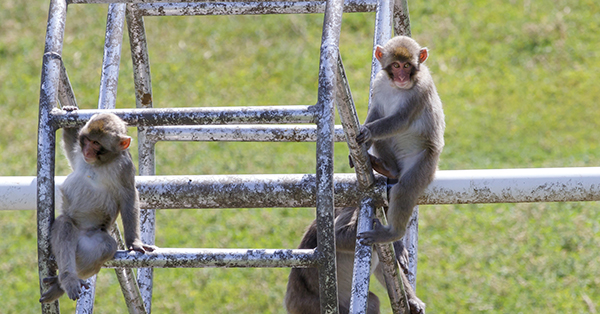 Scientists discover neurodegenerative disease in monkeys | OHSU News