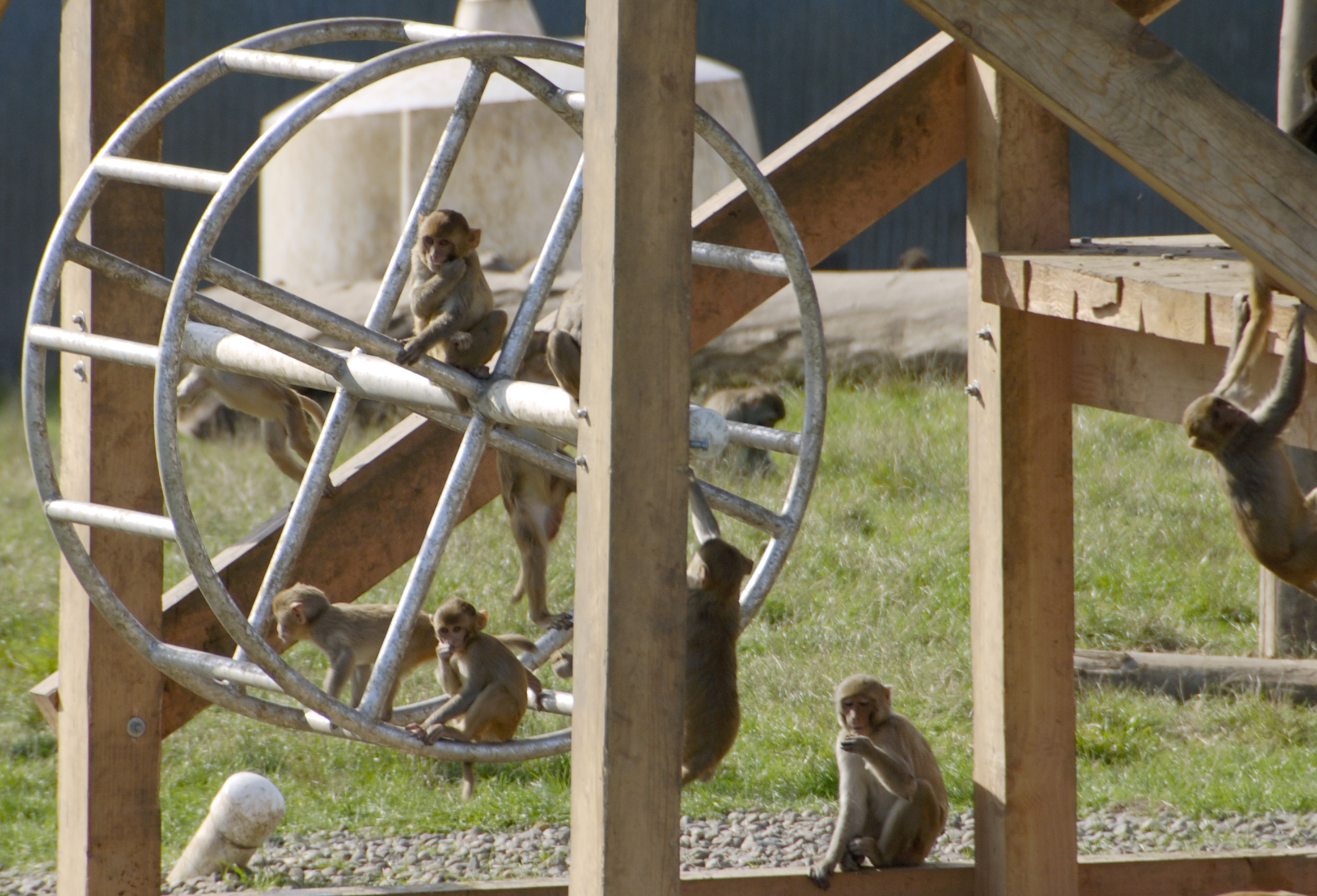Nonhuman primate genetic database identifies unprecedented rare disease ...