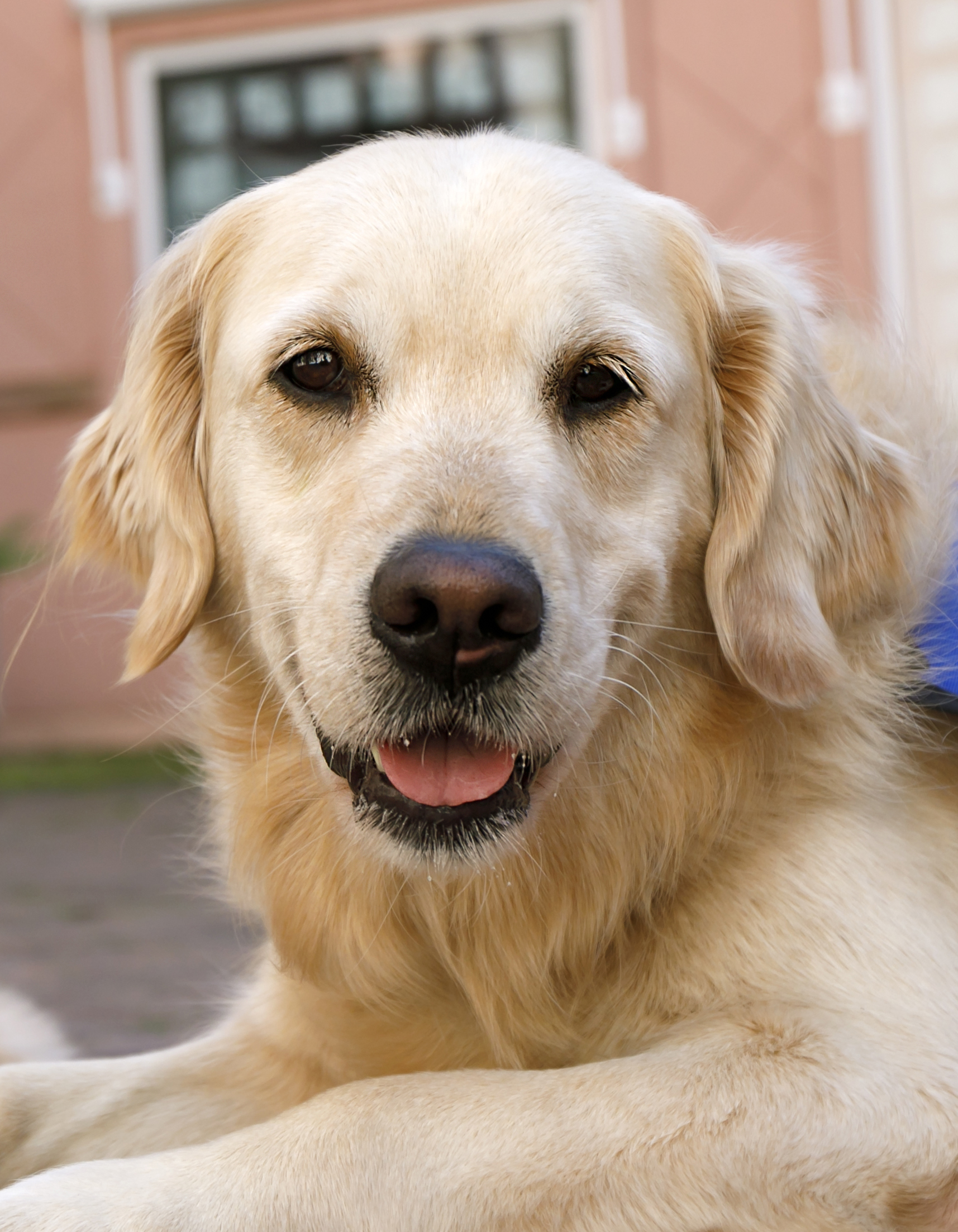 Helping paws: OHSU Doernbecher expands Hospital Facility Dog Program ...