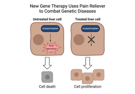 New gene therapy uses Tylenol to combat genetic diseases | OHSU News