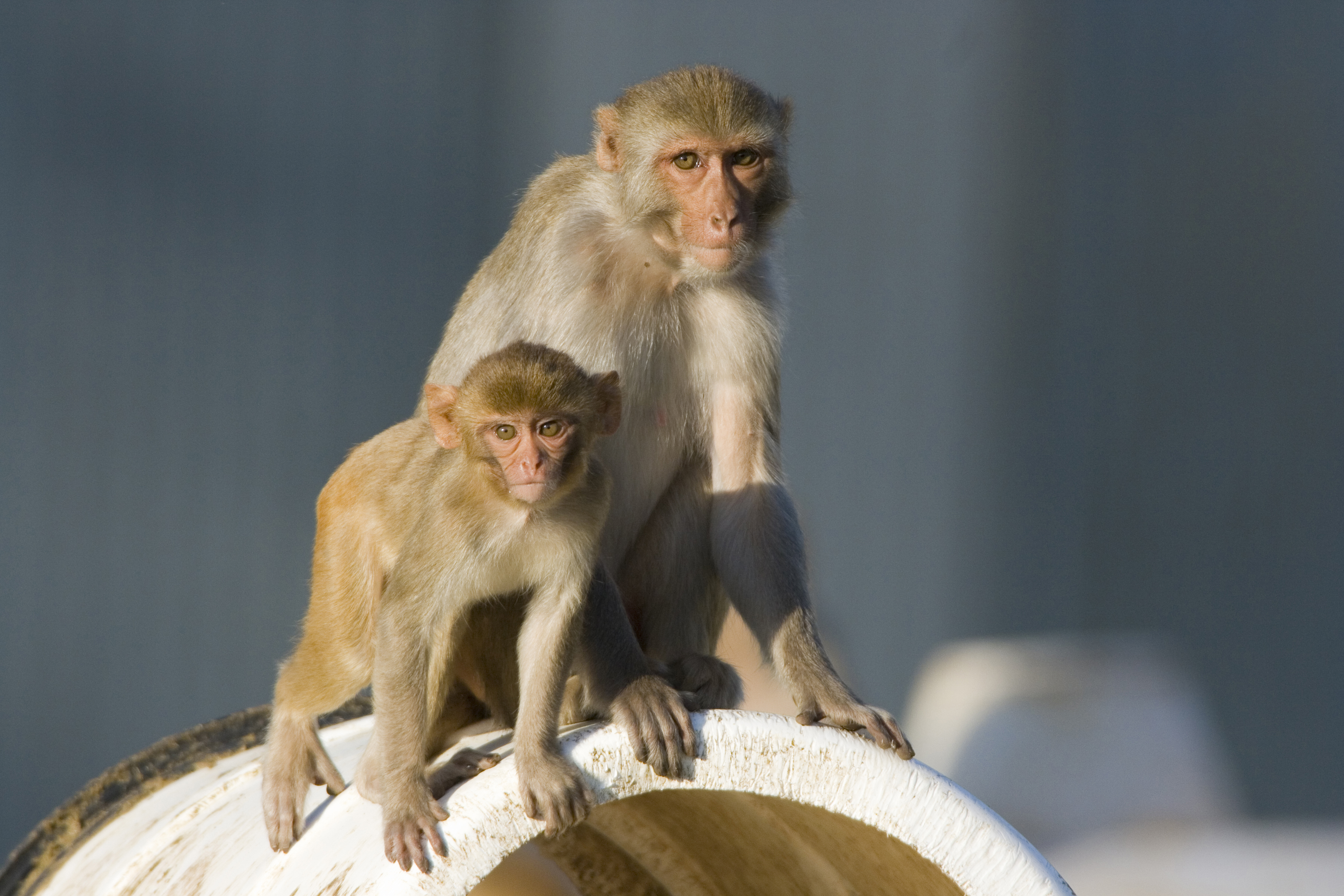 Scientists discover inherited neurodegenerative disease in monkeys ...