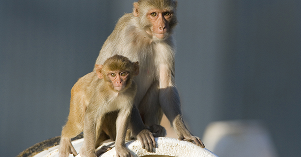 Scientists discover inherited neurodegenerative disease in monkeys ...