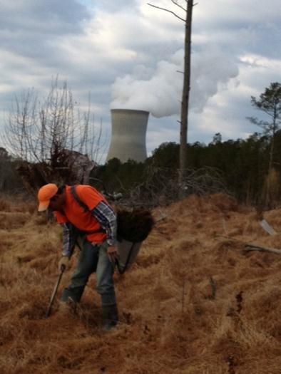 Harris Nuclear knows a healthy forest takes work | Duke Energy ...