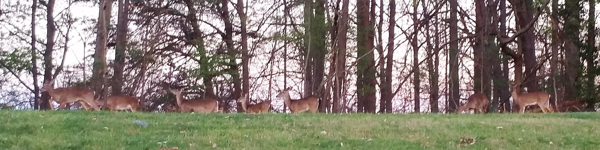 Why nuclear plants are great places for wildlife | Duke Energy ...