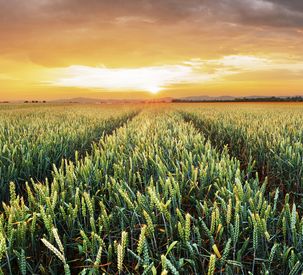 News Releases | AGCO