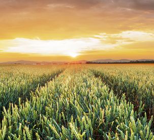 News Releases | AGCO