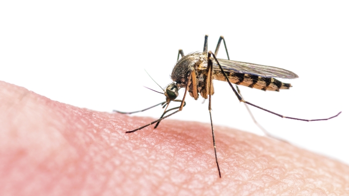 What is Zika virus? | Novant Health | Healthy Headlines