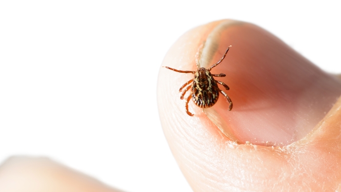 What you need to know about ticks | Novant Health | Healthy Headlines