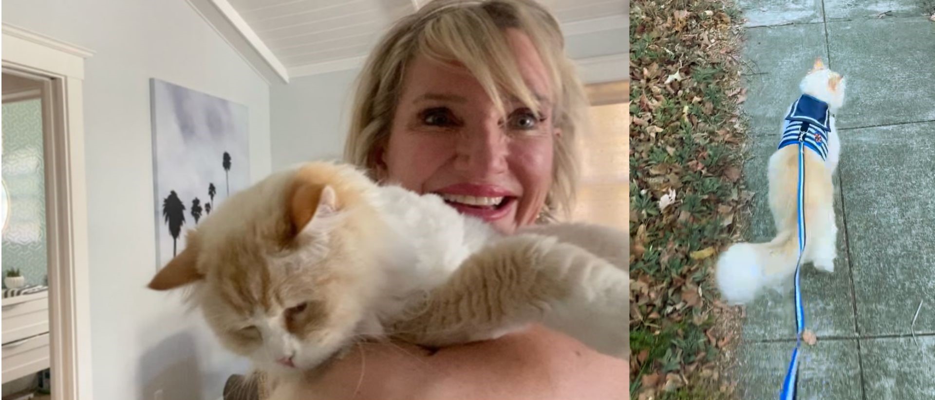 Over 400 Blue Shield Employees and Their Furry Friends Made a ...