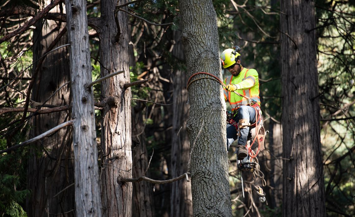 Hazard Tree Removal Helps Reduce Wildfire Risk | Energized by Edison