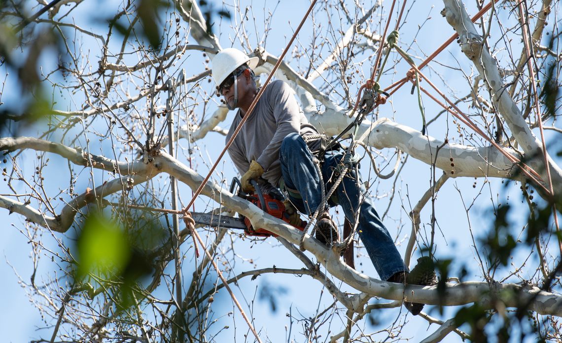 SCE Steps Up Tree Trimming in High Fire Risk Areas | Energized by Edison