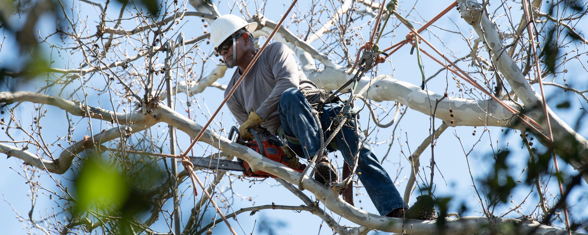 SCE Steps Up Tree Trimming in High Fire Risk Areas | Energized by Edison