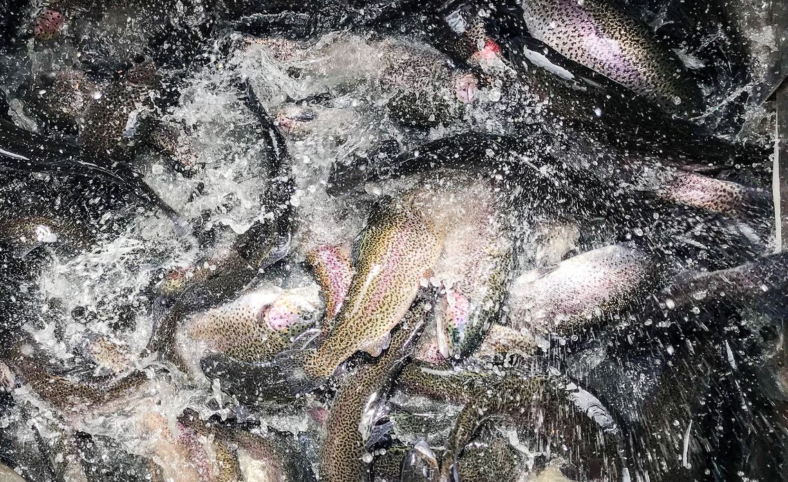 SCE Restocks Mammoth Pool Reservoir With Rainbow Trout | Energized by ...