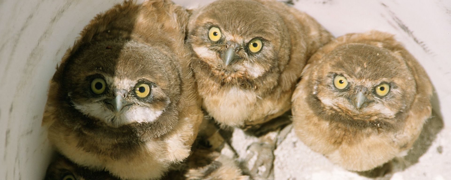 Effort to Save Burrowing Owls Goes Underground in Chino | Energized by ...